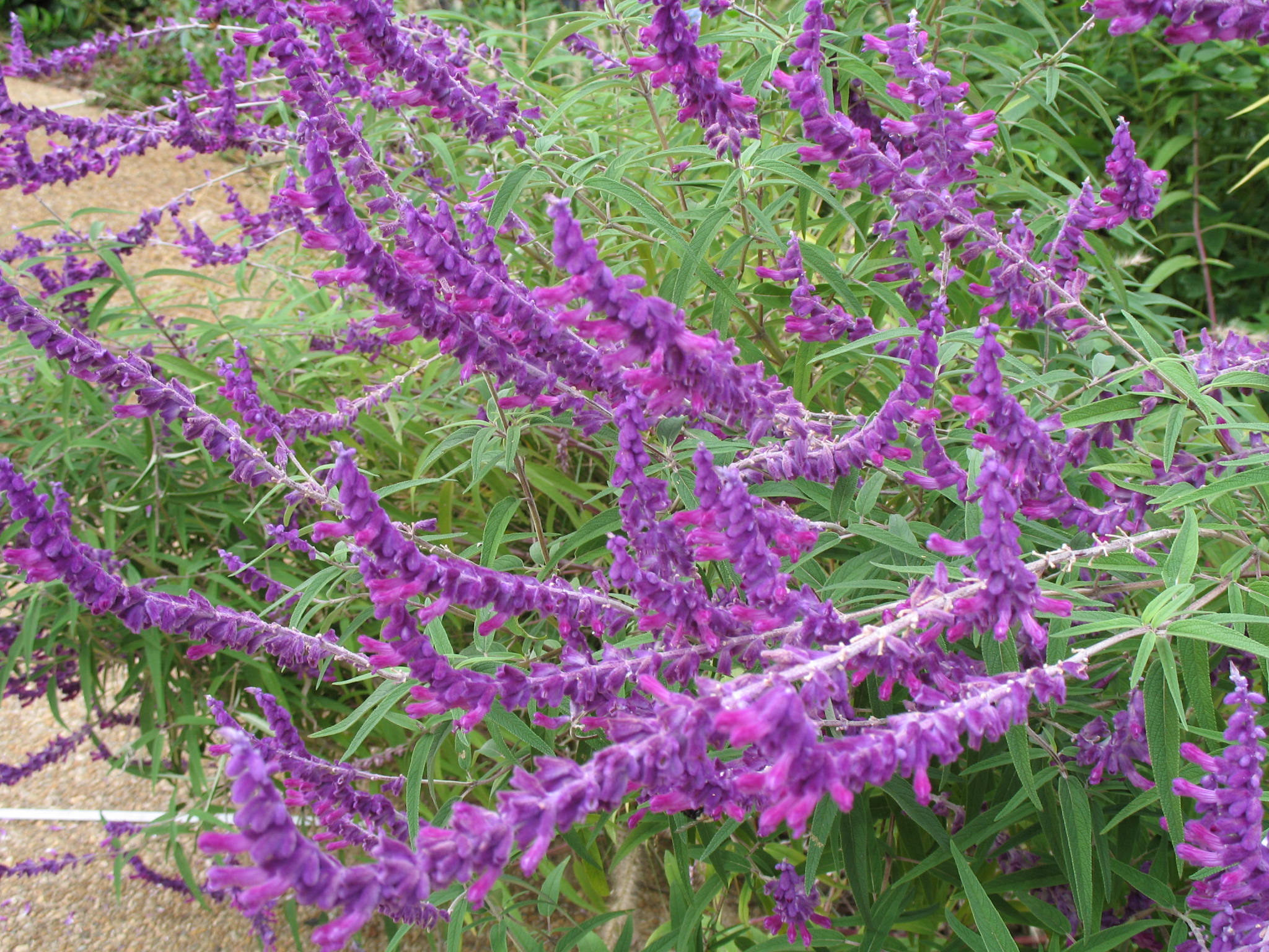 Online Plant Guide - Salvia leucantha / Mexican Bush Sage Online Plant Guide - Salvia leucantha / Mexican Bush Sage